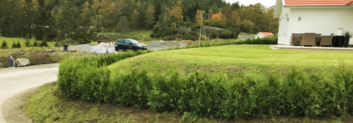 Planterat och Klart - Thujor och andra växter med plantering